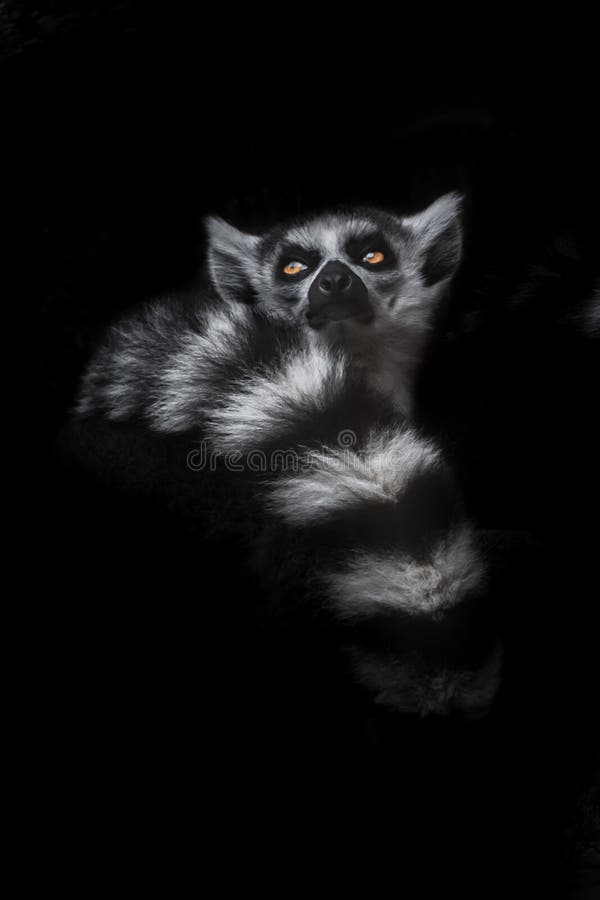 156 Madagascar Night Lemur Stock Photos - Free & Royalty-Free Stock ...