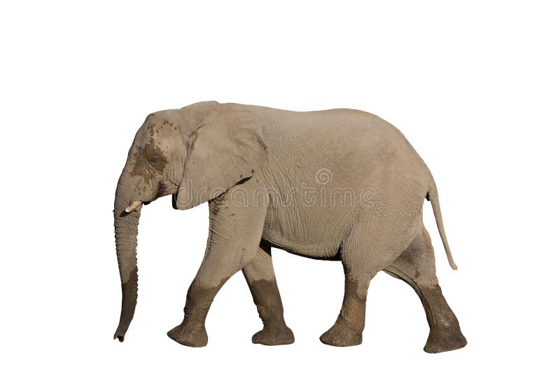 Entire Elephant Walking on White, Side View Stock Photo - Image of ...