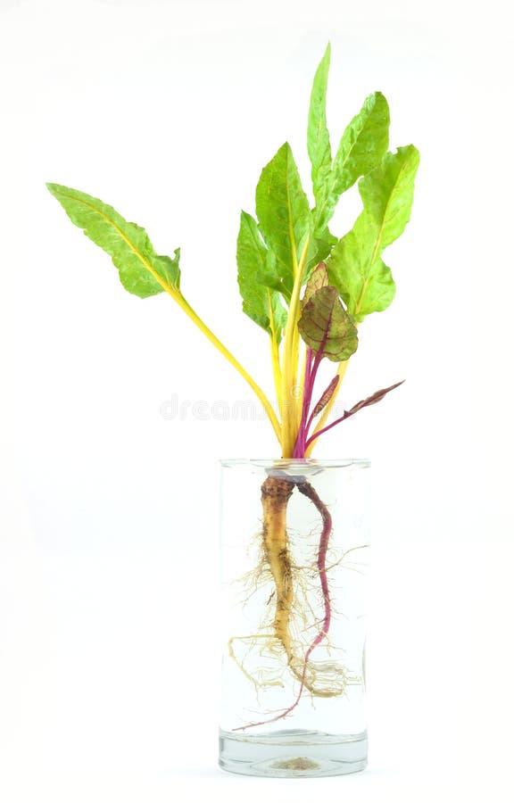 Entire Swiss Chard Plant Stock Photos - Free & Royalty-Free Stock ...