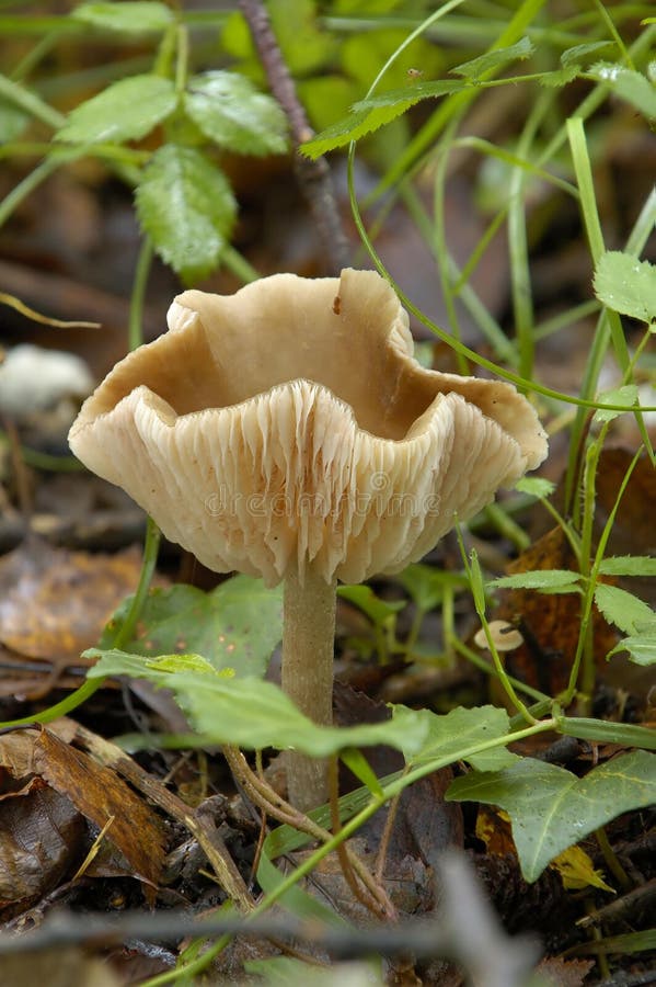 Entoloma fungi stock photo. Image of shapwick, portrait - 190200984