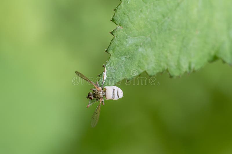 Entomopathogenic Fungus Infection on a Fly Stock Image - Image of ...