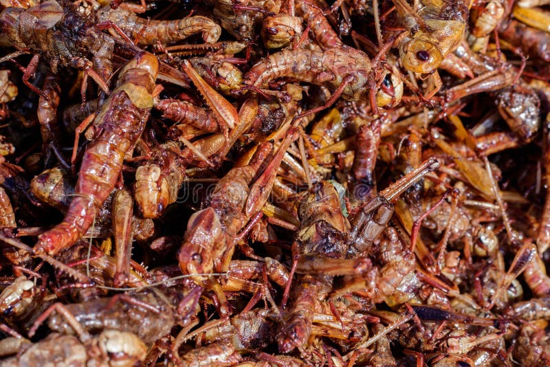 Entomophagy, Insects As Food Stock Photo - Image of citizen ...