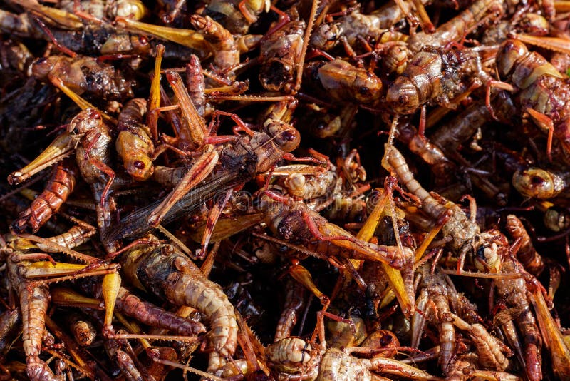Entomophagy from insect stock image. Image of delicious - 139794733