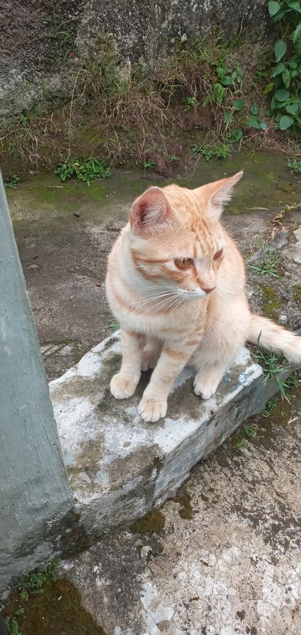 Entong Stock Photos - Free & Royalty-Free Stock Photos from Dreamstime