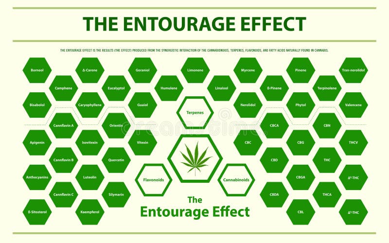 The Entourage Effect Overview Horizontal Infographic Stock Vector ...
