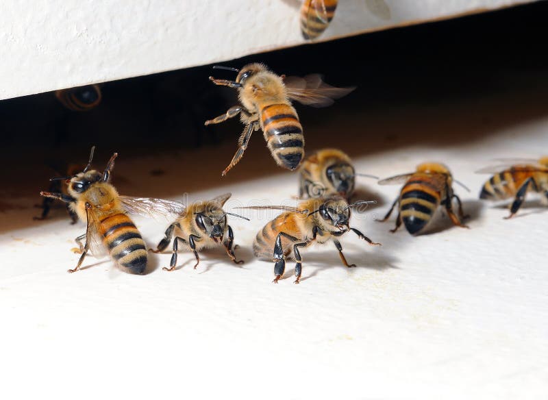 Entrada da colmeia imagem de stock. Imagem de colmeia - 5829845