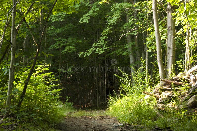 Entrance into a Dark Forest Stock Image - Image of foridding ...