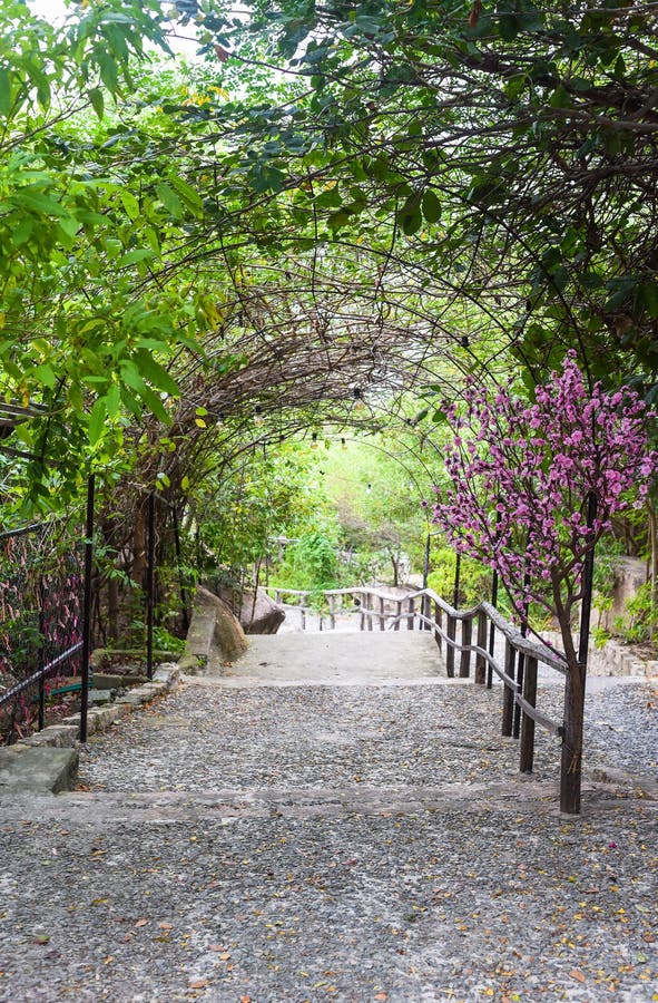 Entrance and Stairs with Blooming Sakura Tree in Spring in Vietnam ...