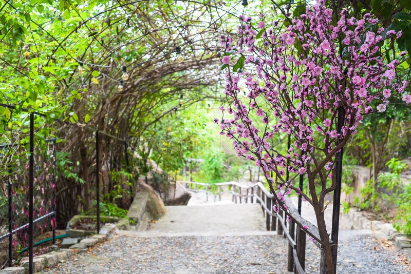 Entrance and Stairs with Blooming Sakura Tree in Spring in Vietnam ...