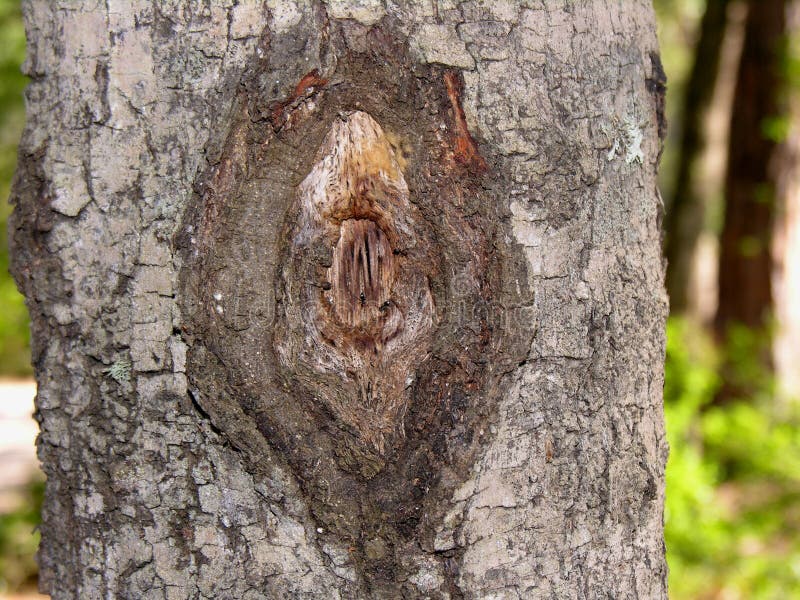 Entrance of the Stem of a Tree Stock Photo - Image of stem, secluded ...