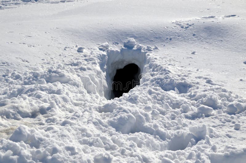 Entrance To the Fox Hole in Snow. Russia Stock Photo - Image of circle ...