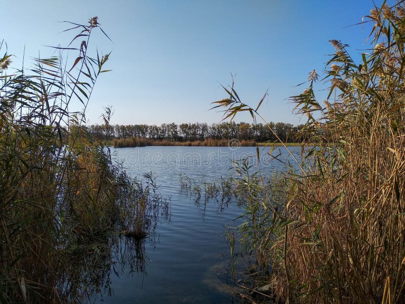 Entrance To the Lake through the Reeds Stock Image - Image of land ...