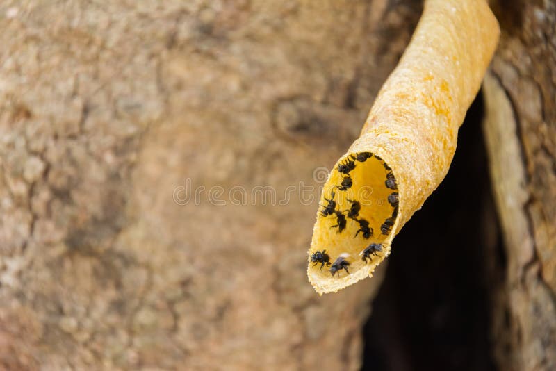 Le Api Stingless Stanno La Parte Anteriore Del Nido, Api Stingless Si ...