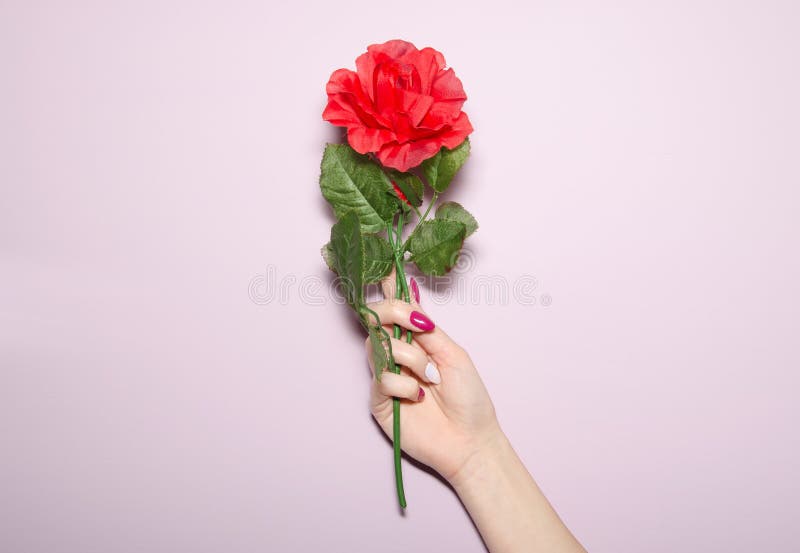 Entregando Uma Rosa Como Uma Representação Foto de Stock - Imagem de ...