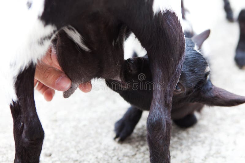 Cabra Do Bebê Que Mama Na Cabra Da Mãe Imagem De Stock Imagem De