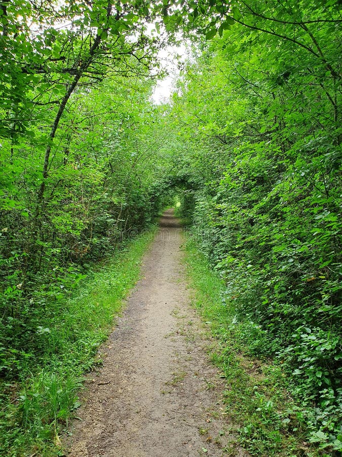 Entry in forrest stock photo. Image of nature, walk - 187025070