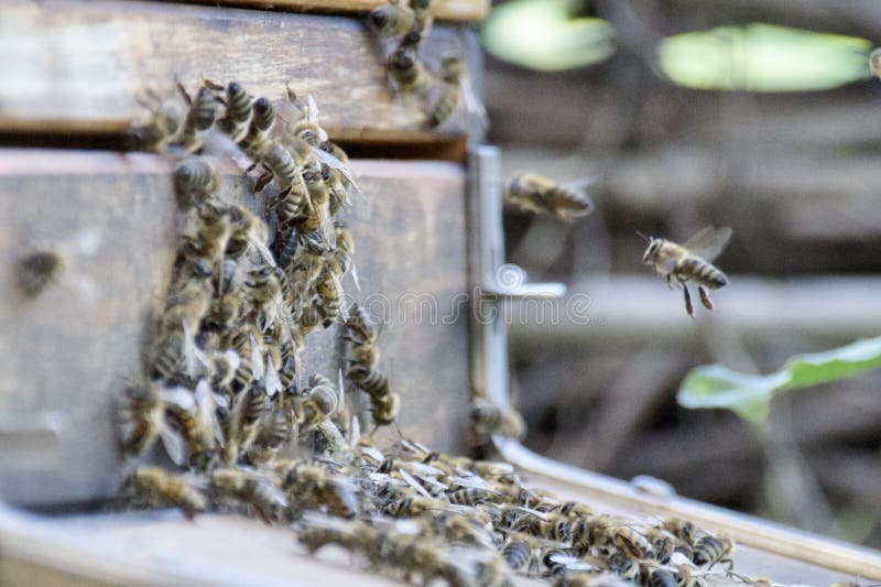Entry O a Bee Hive with a Bunch of Bees Stock Image - Image of entry ...