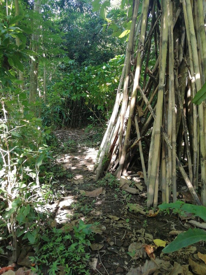 Entry road to go to forest stock photo. Image of branch - 211122024