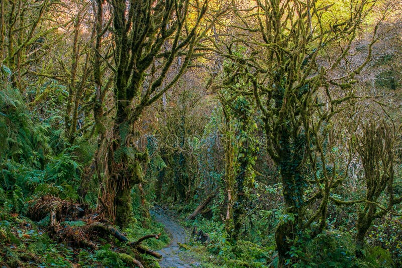 Entry To Mirveti Waterfall Georgia Green Threes Stock Image - Image of ...