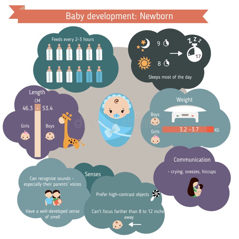 Entwicklung Des Kindes Infographics Vektor Abbildung - Illustration von ...