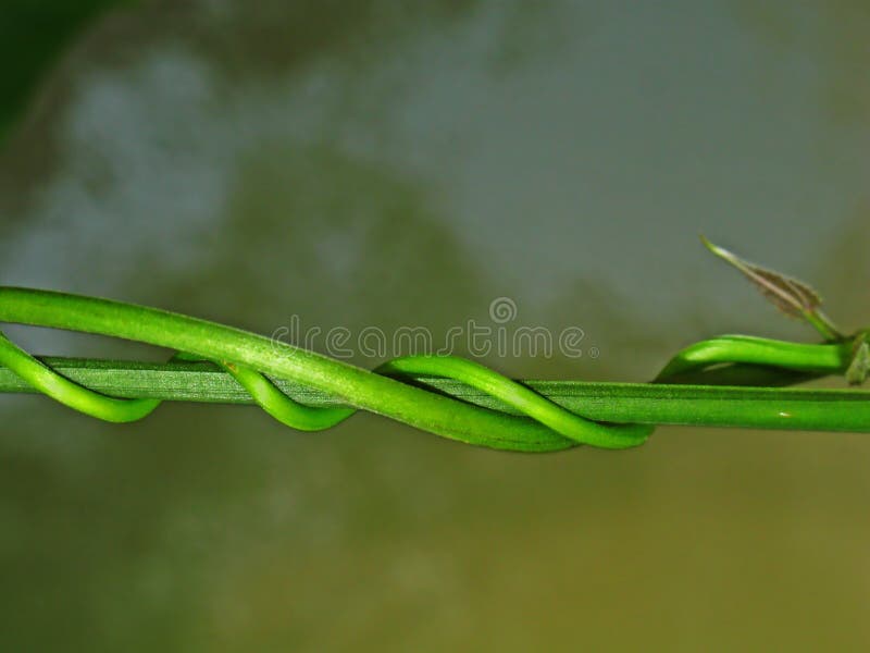 Entwined stock image. Image of green, plant, pond, stem - 15271657