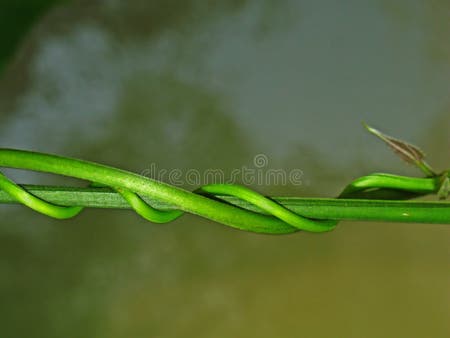 Entwined stock image. Image of green, plant, pond, stem - 15271657