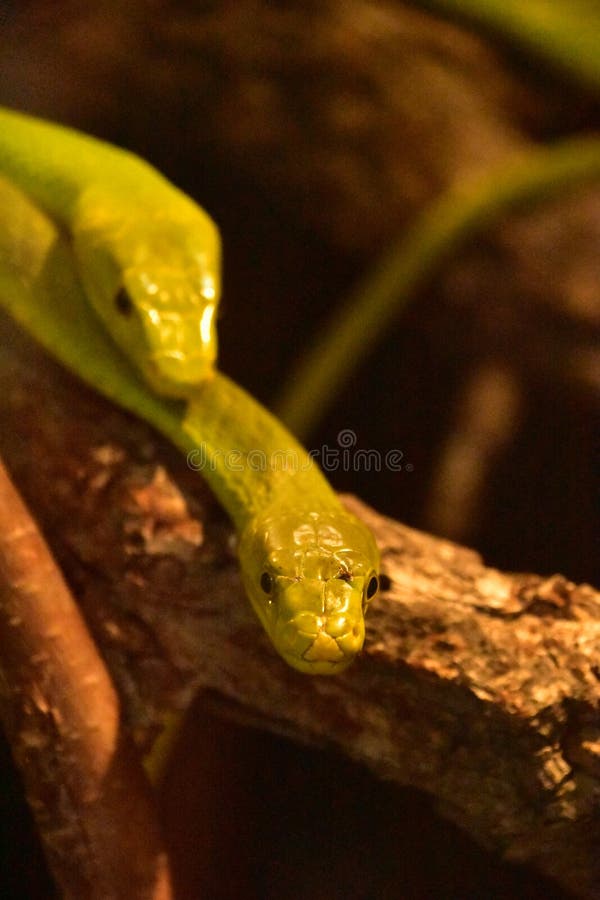 Couple of Venomous Green Tree Snakes on Branch Stock Photo - Image of ...