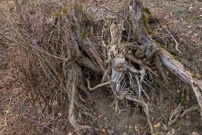 Entwined Tree Roots by a Dry Pond Stock Photo - Image of twist ...