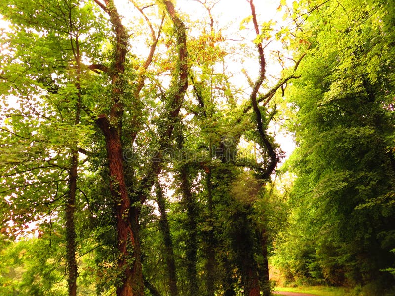 Entwined Trees in National Park Manuel Antonio, Costa Ri Stock Photo ...