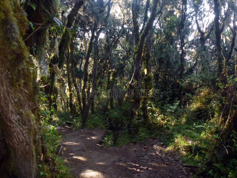 Trunks of Trees Overgrown with Moss in an Old Jungle Forest. View from ...