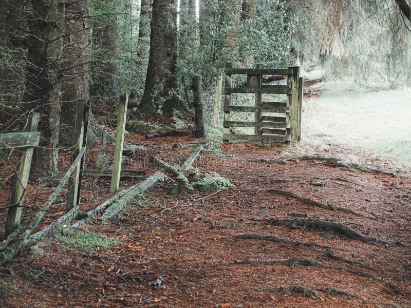 Entwistle Lancashire UK. Rustic Wooden Gate on a Forest Pathway ...