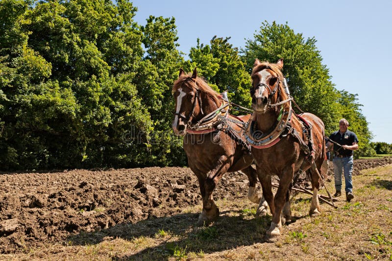 Pferde Und Pflug, Die Bis Zum Pflugfeld Lineing Sind Redaktionelles ...
