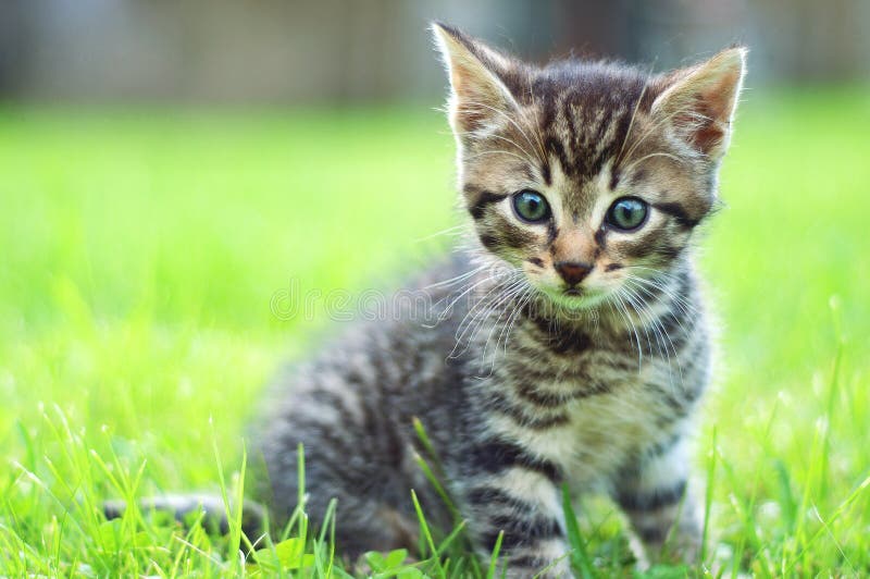 Entzückende Junge Katze Im Gras Stockbild - Bild von katze, lebhaft ...
