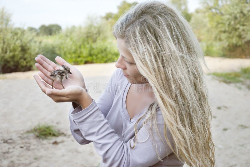 Enviroment Protection. Chick Gulls in the Hands of Women Stock Photo ...