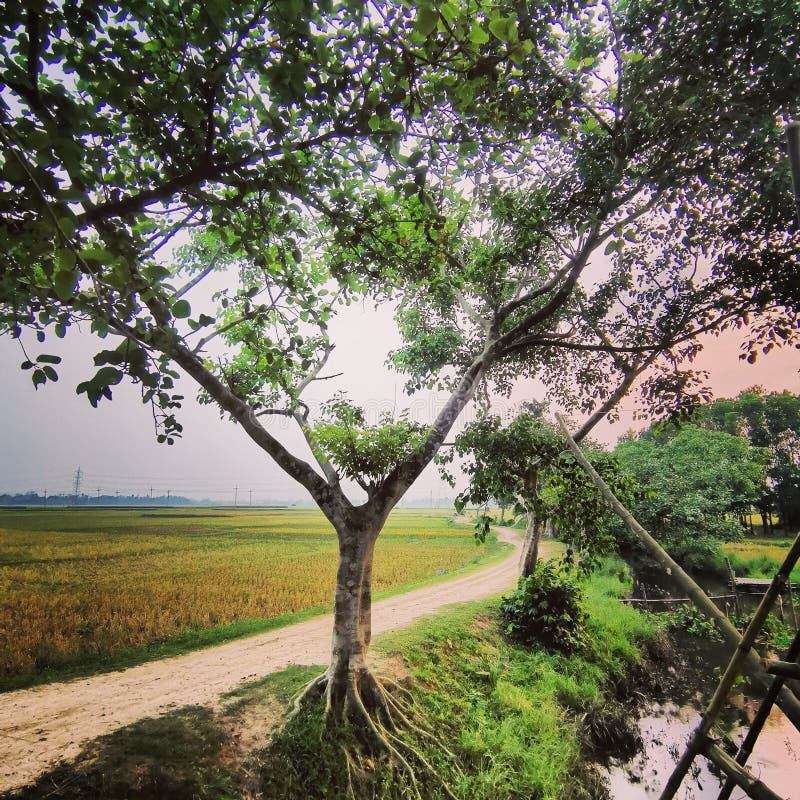 In the Environment of Bogra Village Stock Photo - Image of bogra ...
