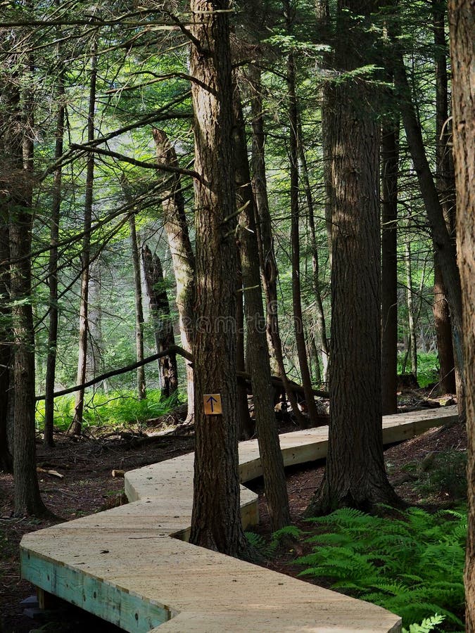 Environment Conservation Boardwalk in Pocono Mountains Forest Stock ...