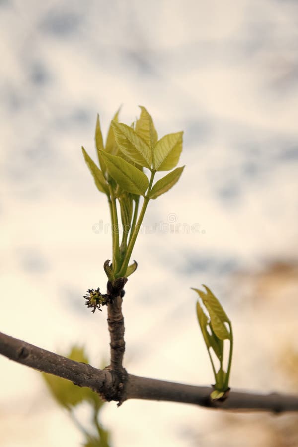 Environment and Ecology. Spring Leaf Bud in Nature. Spring Leaf Symbol ...
