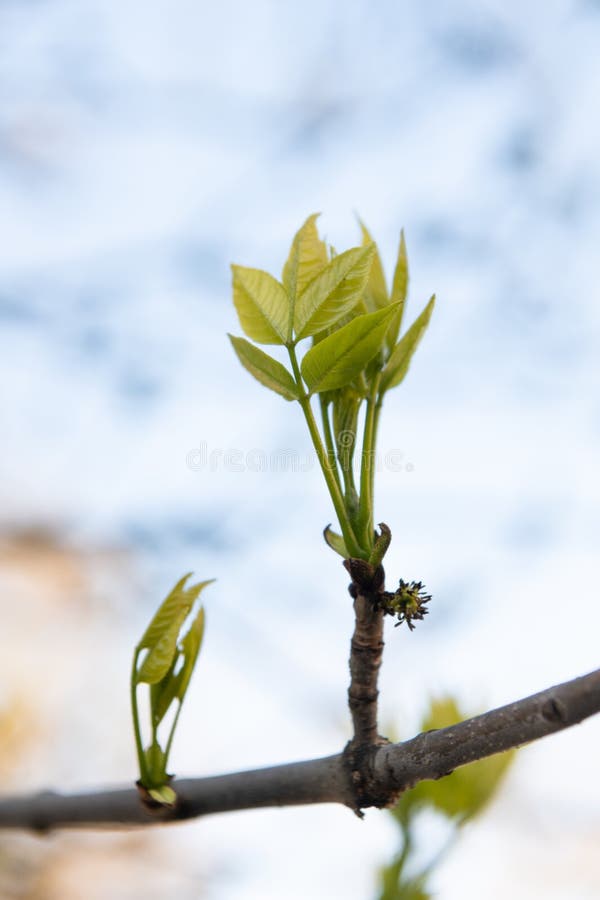 Environment and Ecology. Spring Leaf Bud in Nature. Spring Leaf Symbol ...
