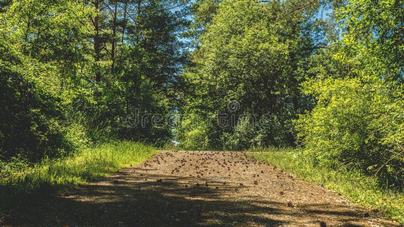 Environment, Forest, Grass stock photo. Image of nature - 109900504