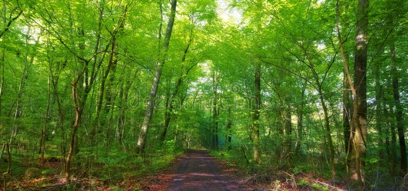 Environment, Forest Trail and Trees in Summer for Conservation or ...