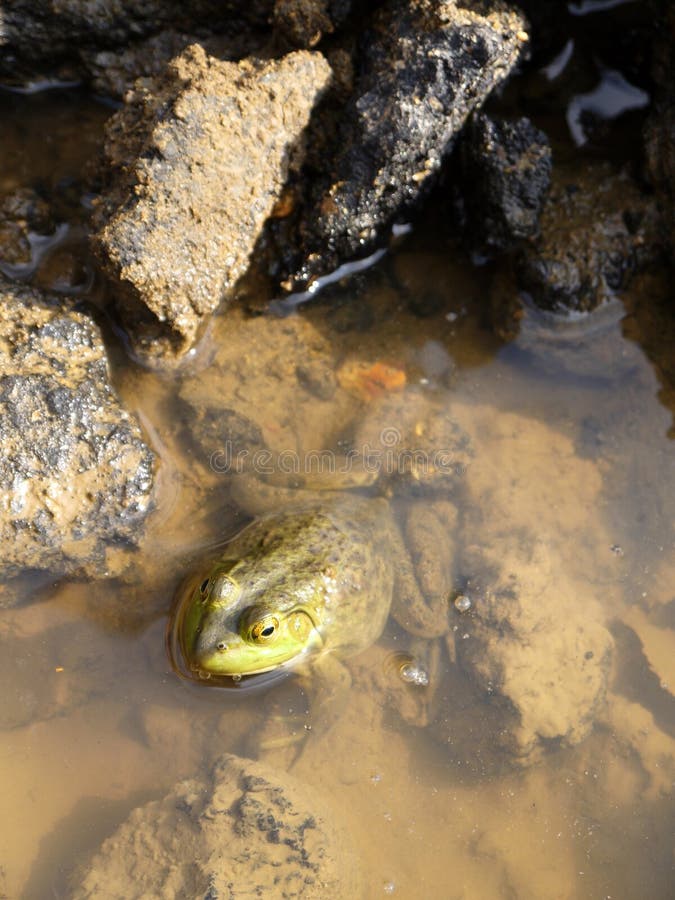 Environment: Frog in Polluted Puddle Stock Photo - Image of frog, brown ...