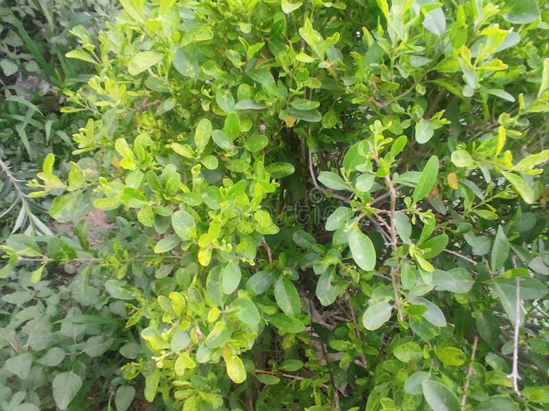 Environment Grass Leaves Peace Stock Photo - Image of maple, grass ...