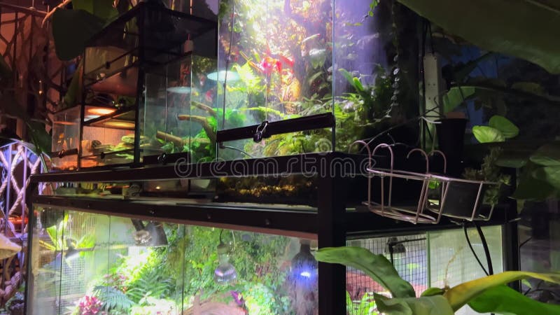 Environment and Layout of Grass Tanks for Cold-blooded Reptiles Stock ...