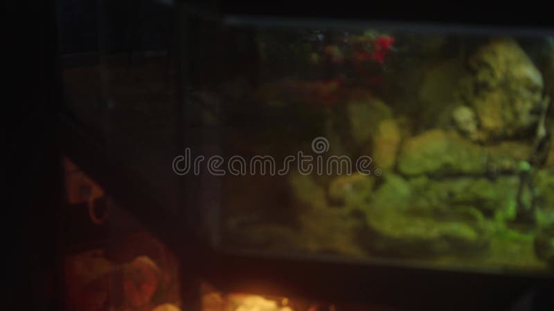 Environment and Layout of Grass Tanks for Cold-blooded Reptiles Stock ...