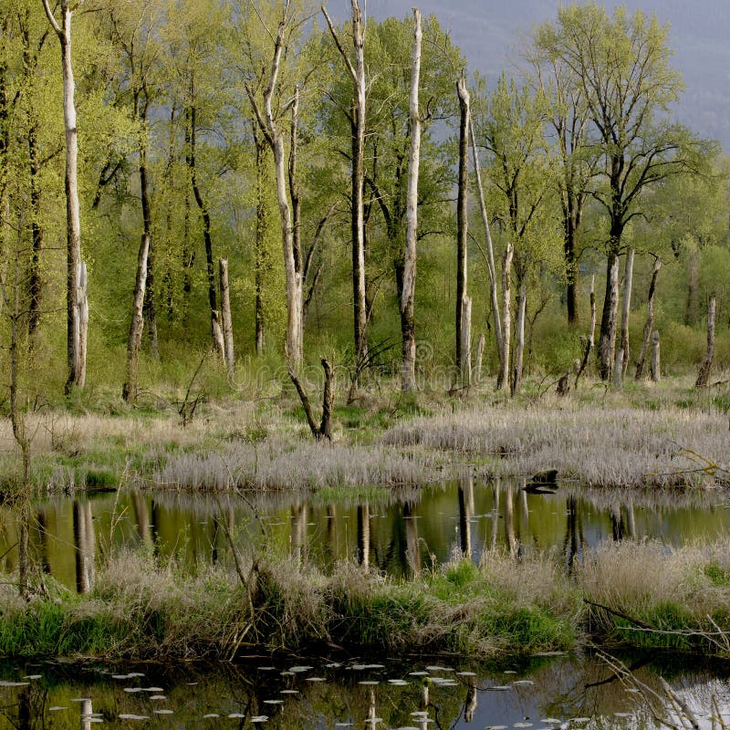 Environment Marsh Wetlands stock photo. Image of water - 13942960