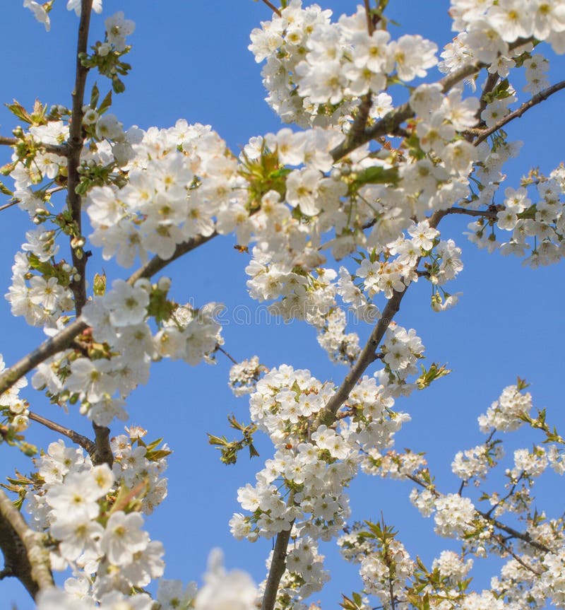 Environment and Natural Beauty - Cherry Blossom Tree Over Blue Sky ...