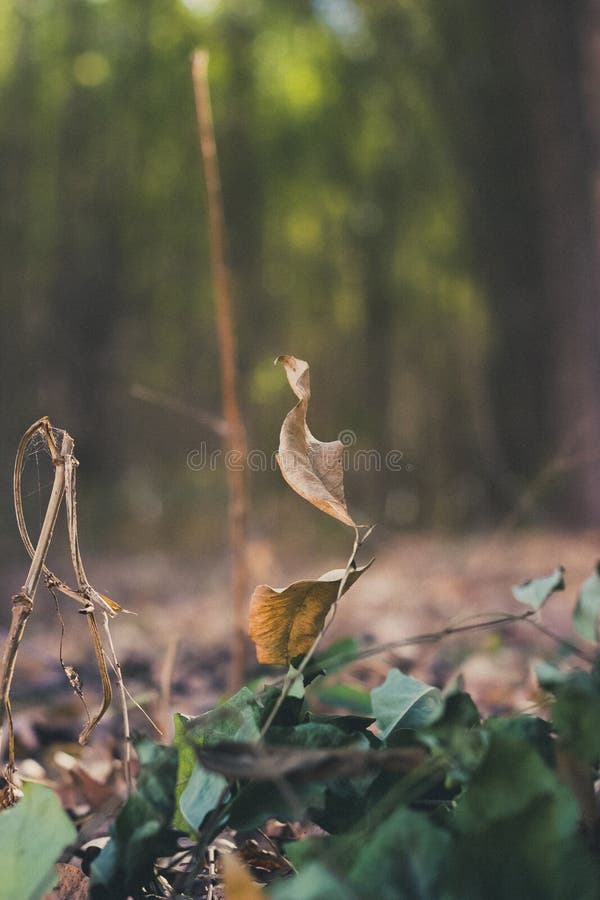 Environment the Natural World, As a Whole or in a Particular ...