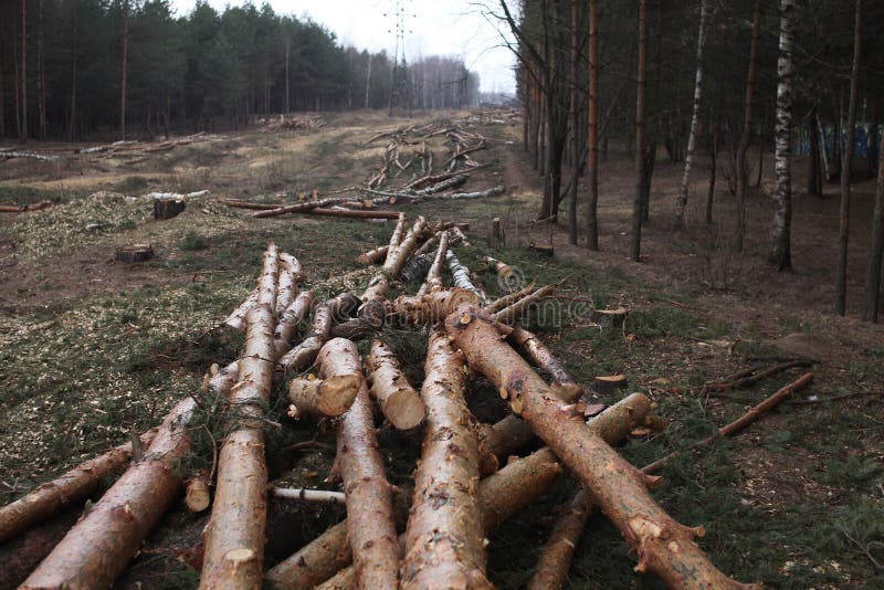 Environment, Nature and Deforestation - Cutting Down and Felling of ...