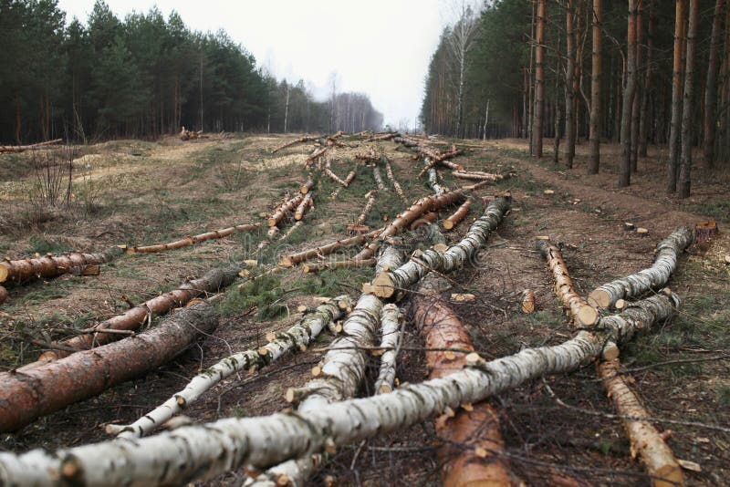 Felling of Trees, Many Stumps from Felled Pines. Washington State Stock ...