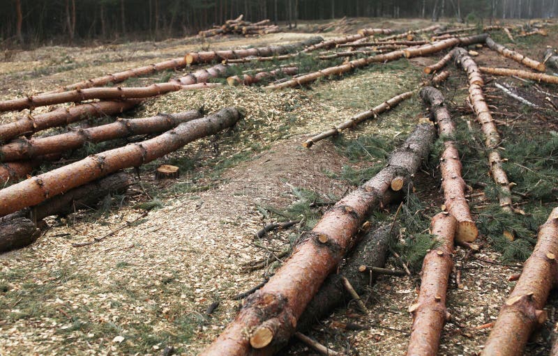 Environment, Nature and Deforestation Forest - Felling of Trees Stock ...